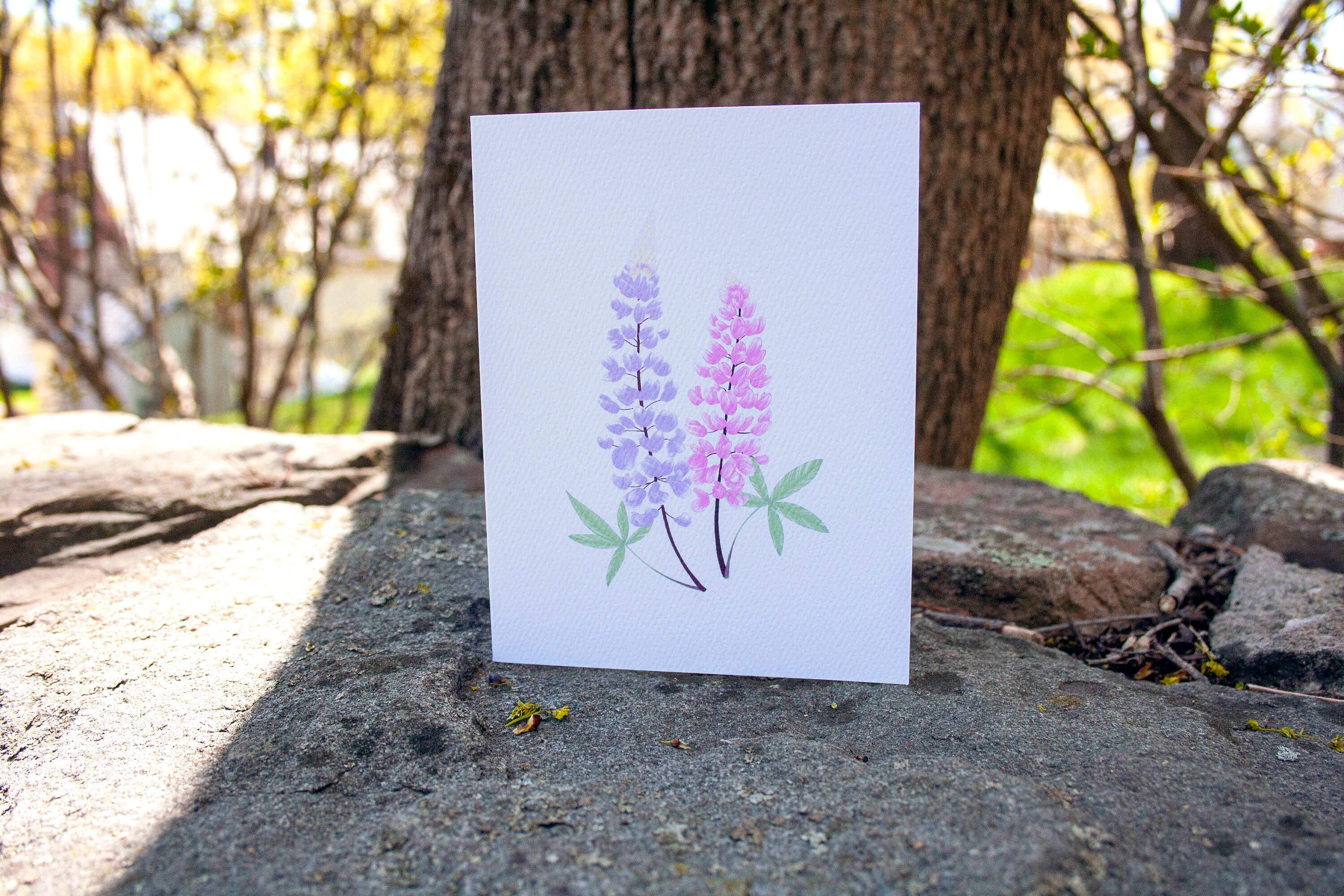 Miss Rumphius Inspired Maine Lupine Greeting Card - Etsy