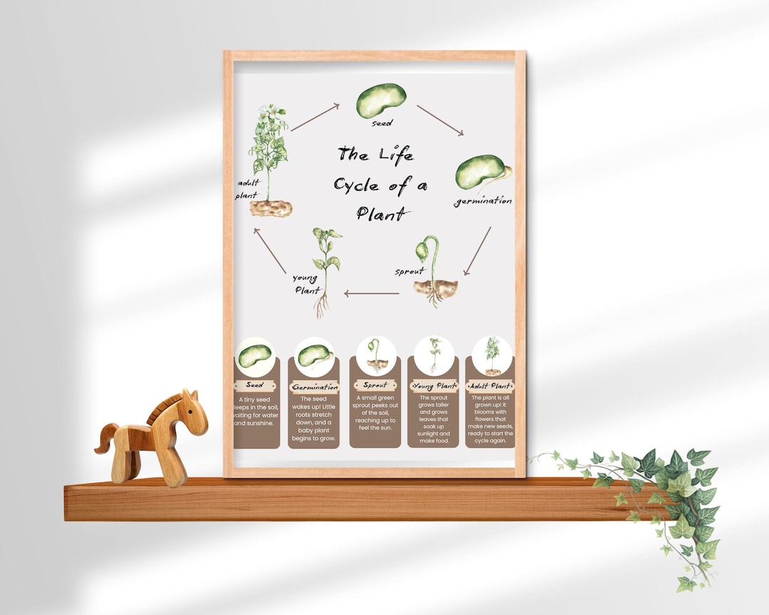 Plant Life Cycle Poster for Kids, Educational Printable & Learning ...