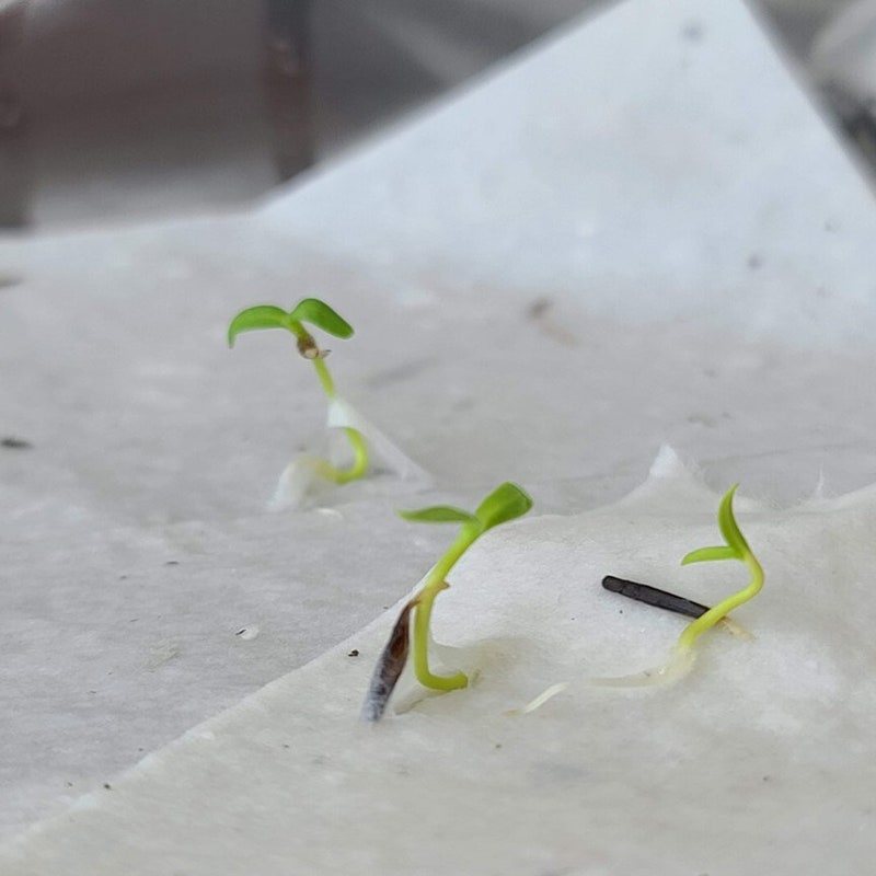 Seed Paper - Etsy