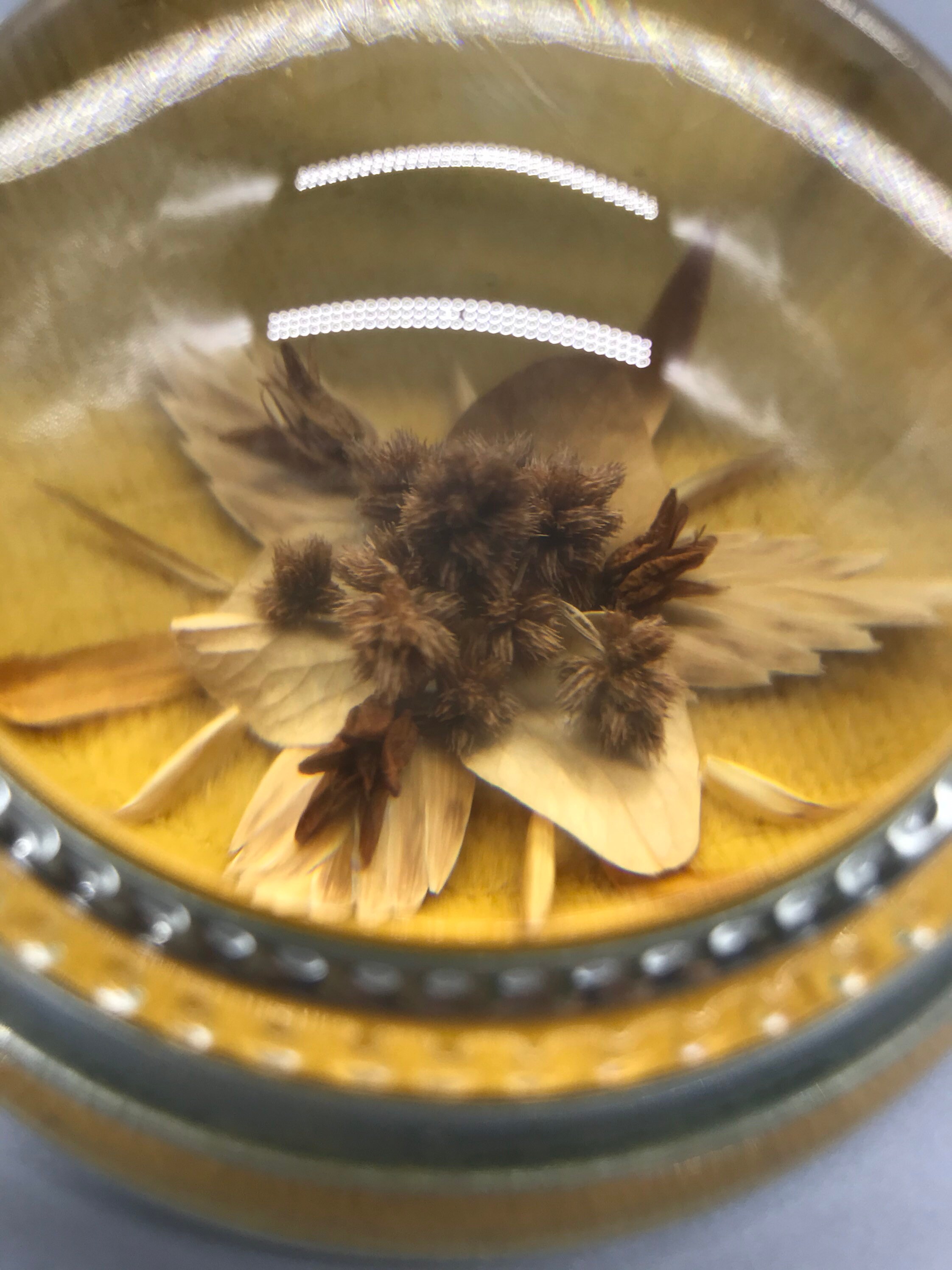 Vintage Dried Flower Paperweight Souvenir, Virginia Wildflowers ...