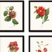Red Botanical Print Set No. 5, Redoute Botanicals, Giclee, Art Prints ...