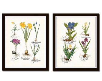 Botanical Art Prints - Etsy