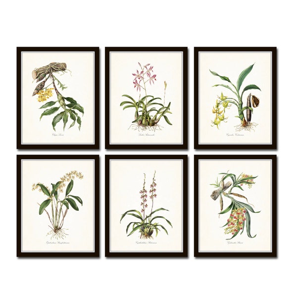 Orchid Print - Etsy