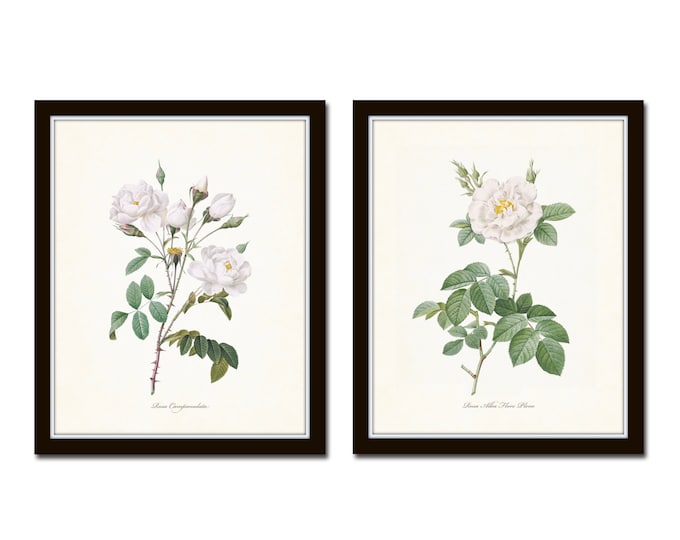 White Roses Print Set No. 2 Redoute Rose Prints Wall Art - Etsy