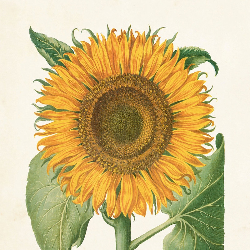 Sunflower Print - Etsy