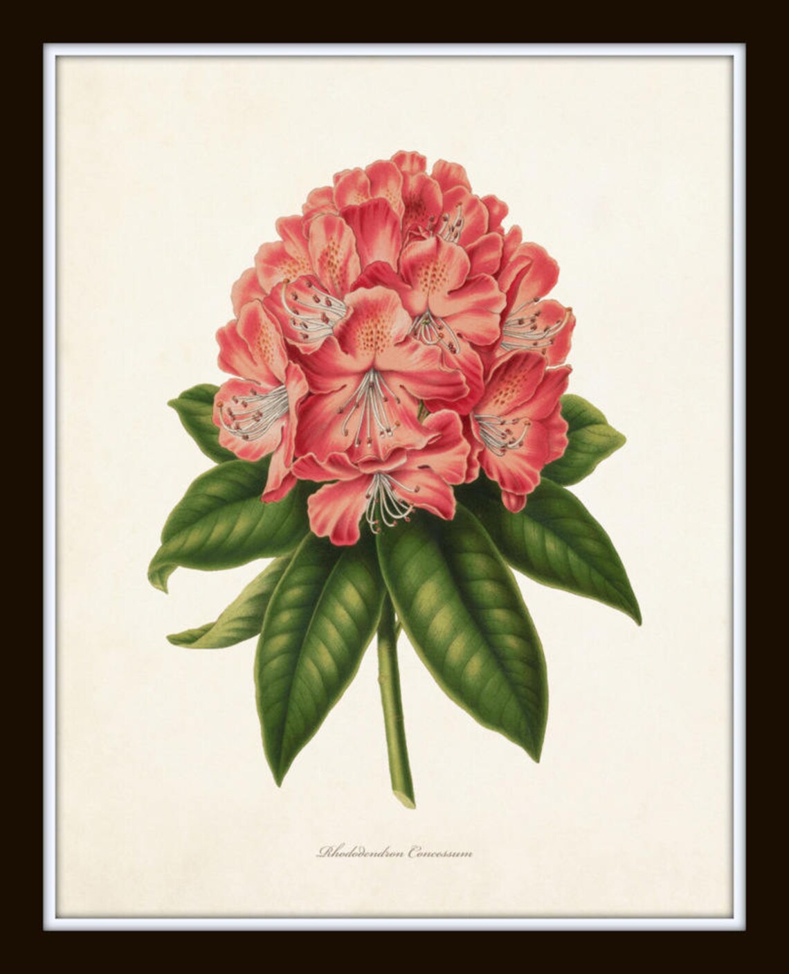 Botanical Garden Print Set No. 19 Botanical Print Set | Etsy