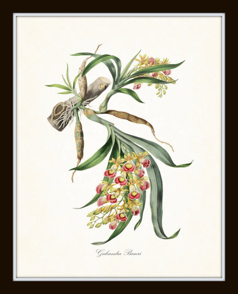 Tropical Orchids Print Set Orchid Prints Wall Art Home | Etsy