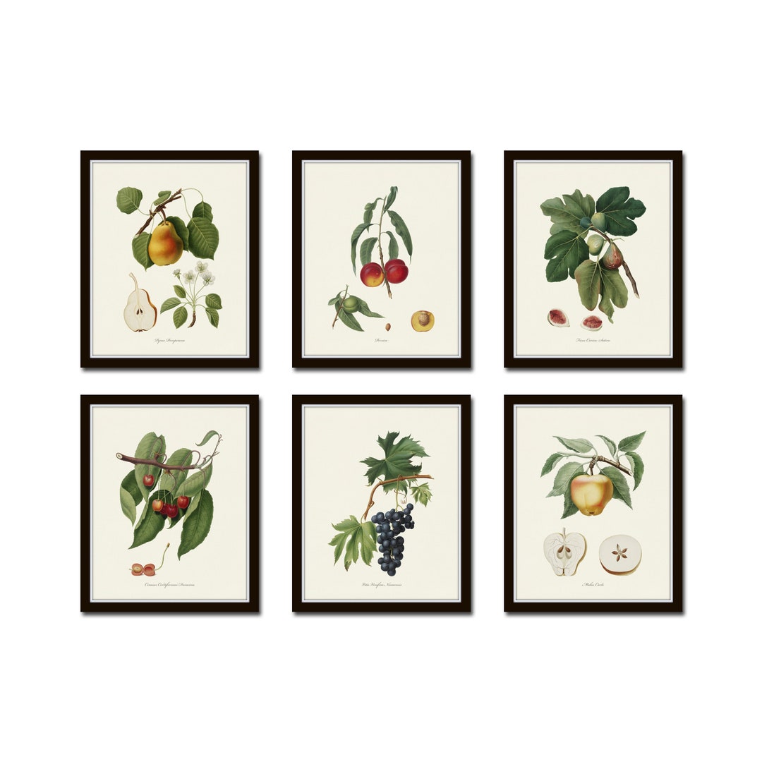 Vintage Italian Fruit Print Set No. 2, Antique Fruit Prints, Giclee, Wall Art, Vintage Fruit ...