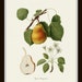 Vintage Italian Fruit Print Set No. 2, Antique Fruit Prints, Giclee ...