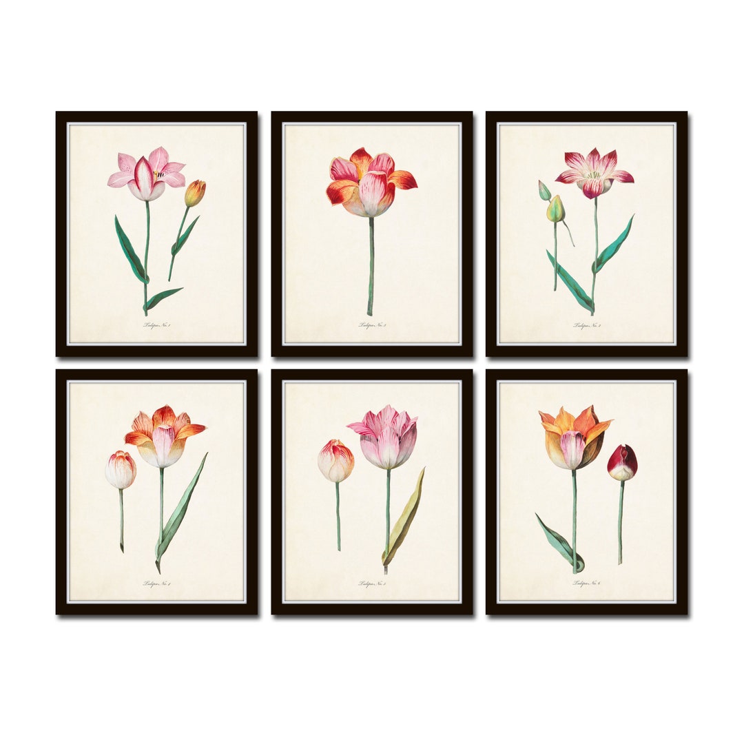 Tulip Print Set No. 1, Antique Botanical Prints, Botanical Print Sets ...