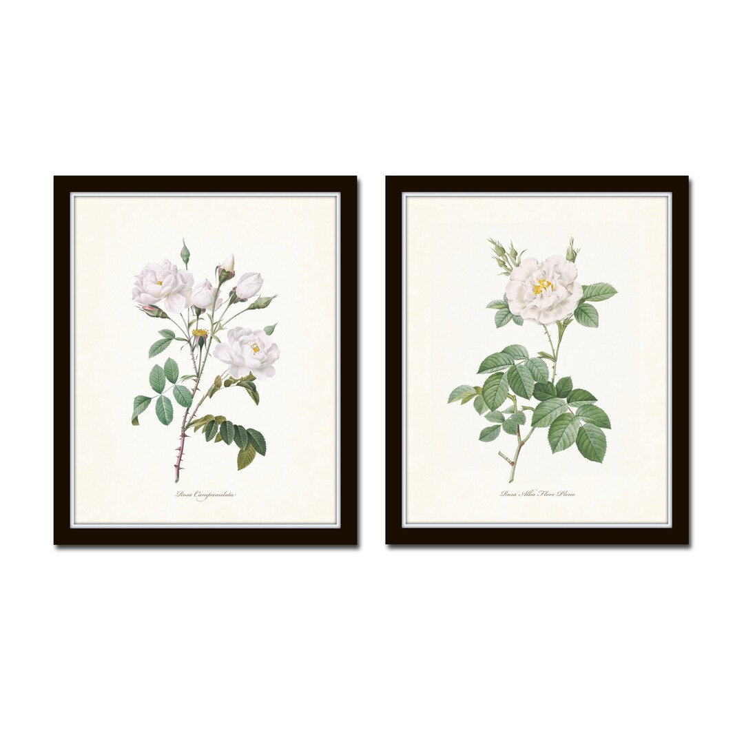 White Roses Print Set No. 2, Redoute Rose Prints, Wall Art, Home Decor ...