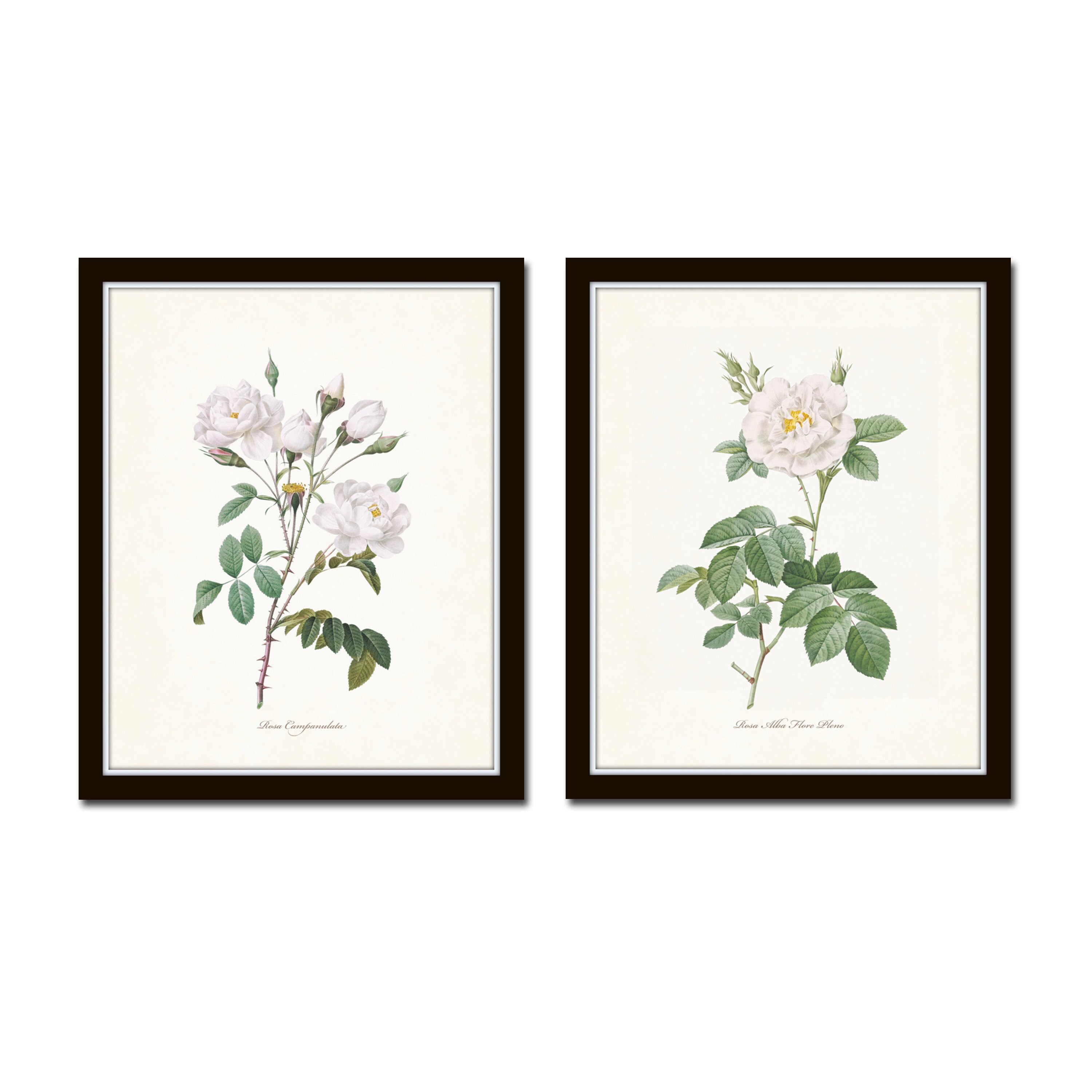 White Roses Print Set No. 2 Redoute Rose Prints Wall Art - Etsy