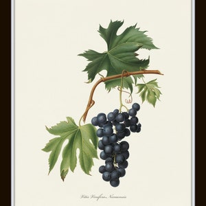 Vintage Italian Fruit Print Set No. 2, Antique Fruit Prints, Giclee ...