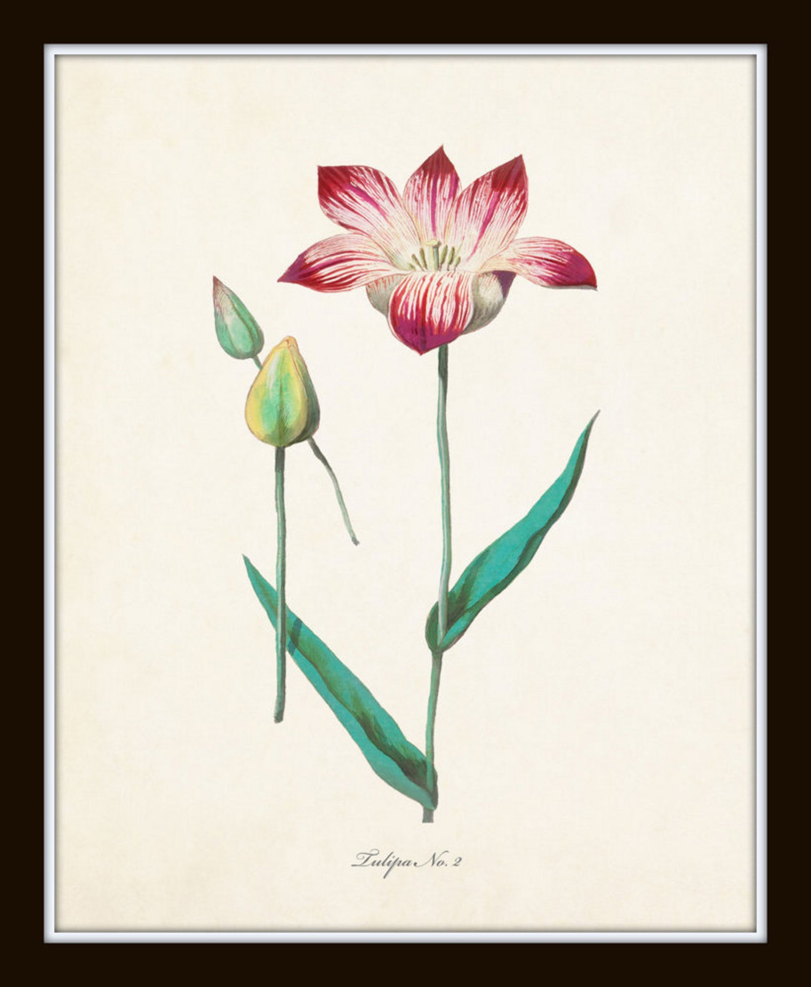 Tulip Print Set No. 1 Botanical Prints Botanical Print Sets - Etsy