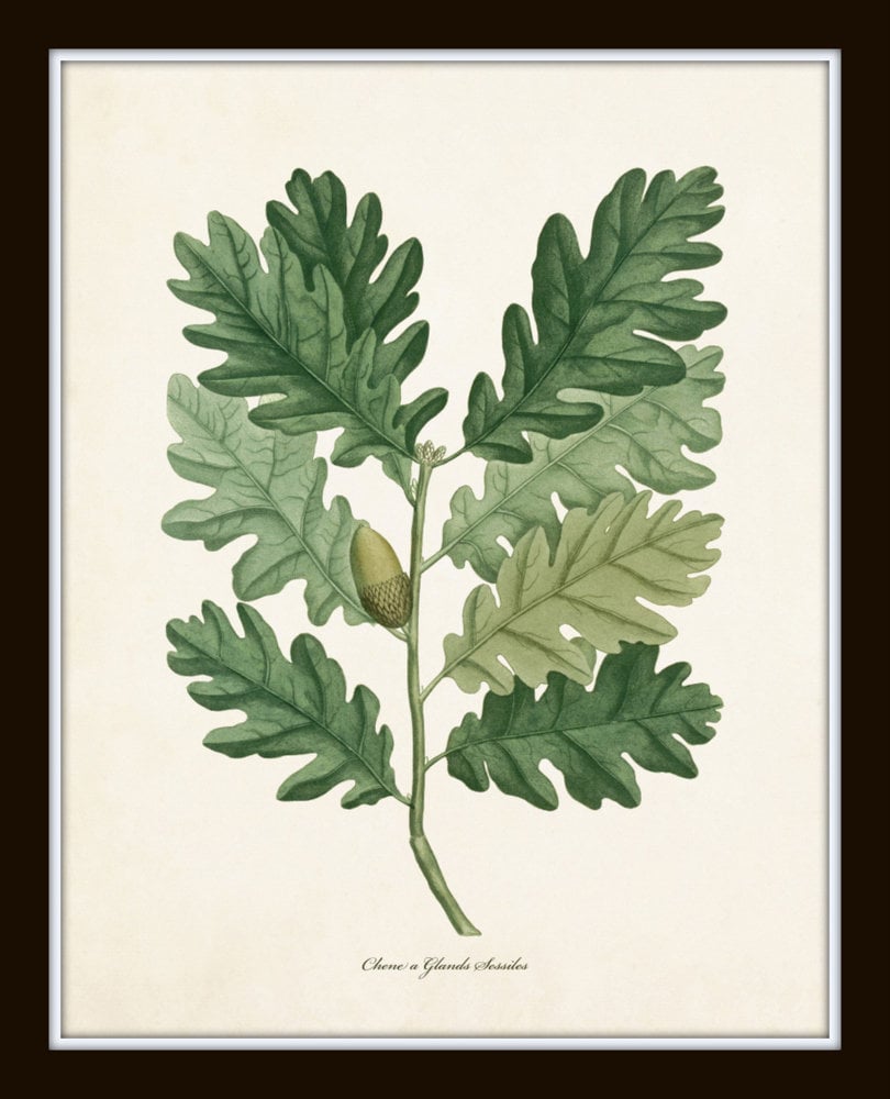 French Oak Leaf Set, Botanical Prints,botanical Print Set, Giclee, Oak ...