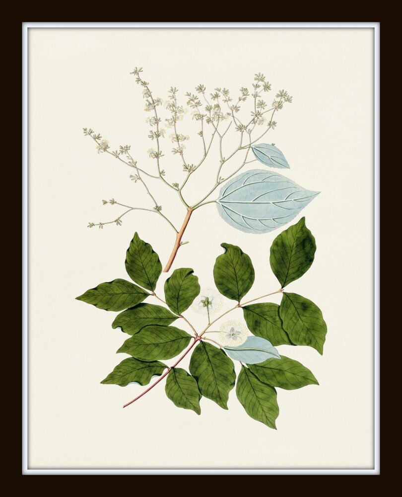 Botanical Print Set Botanical Prints Giclee Art Print - Etsy