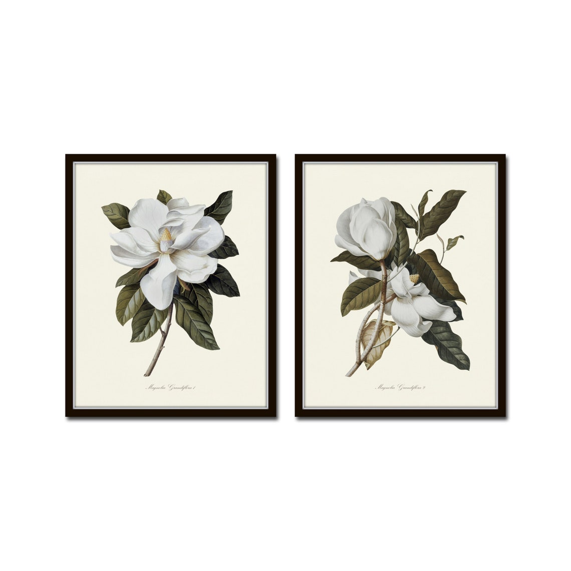 Magnolia Grandiflora Print Set No. 1, Vintage Botanical Prints, Wall ...