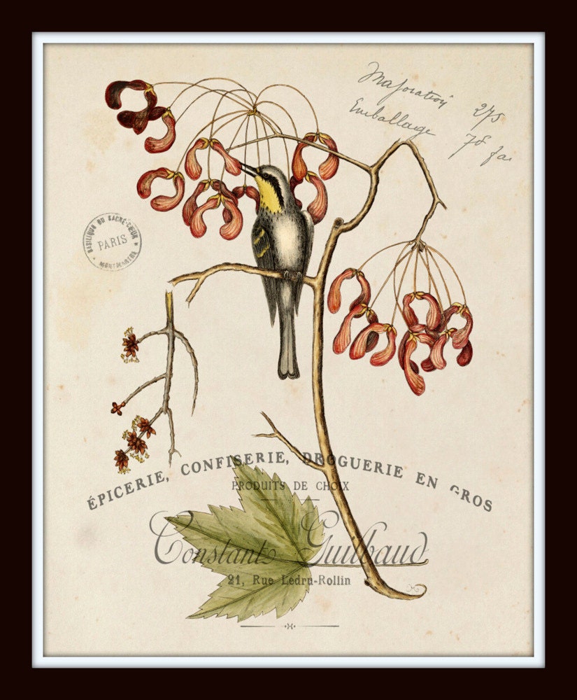 Vintage Bird and Botanical Print Set No.2, Giclee, Antique Botanical ...