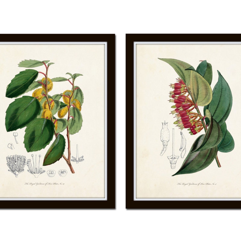Large Botanical Prints - Etsy
