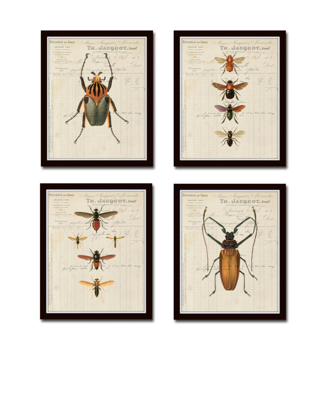 French Insect Study Print Set No. 2, Print Sets, Insect Art, Nature Art ...