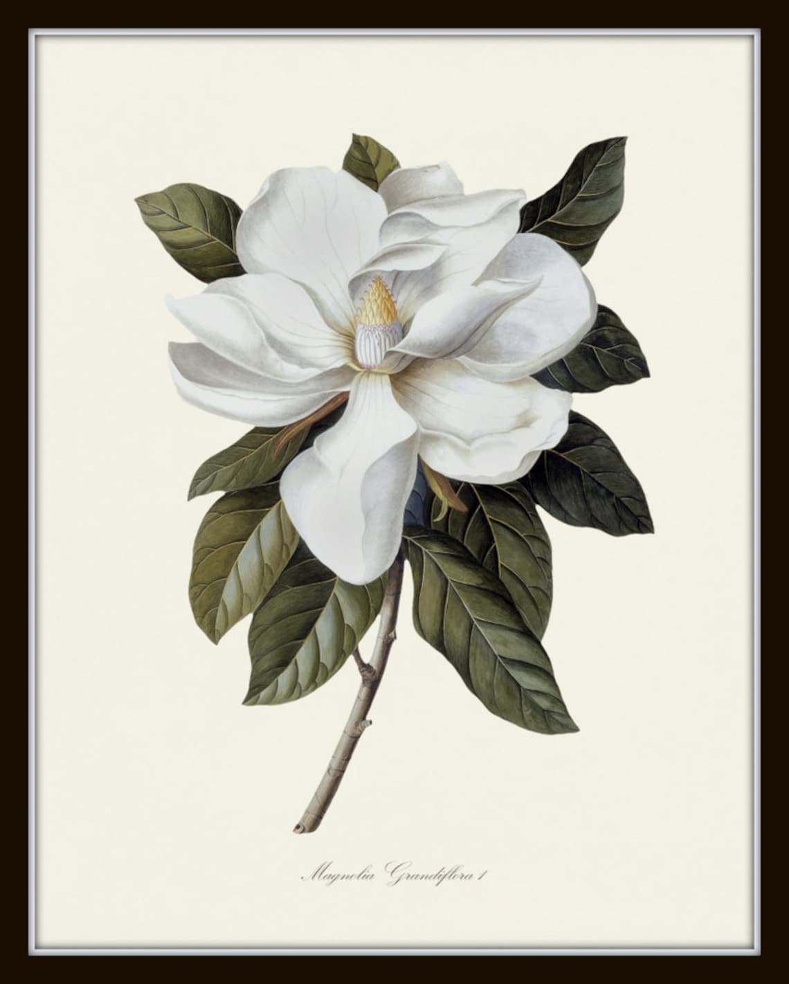 Magnolia Grandiflora Print Set No. 2 Botanical Prints Art - Etsy