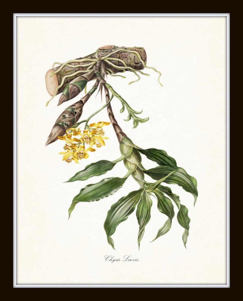 Tropical Orchids Print Set Orchid Prints Wall Art Home - Etsy