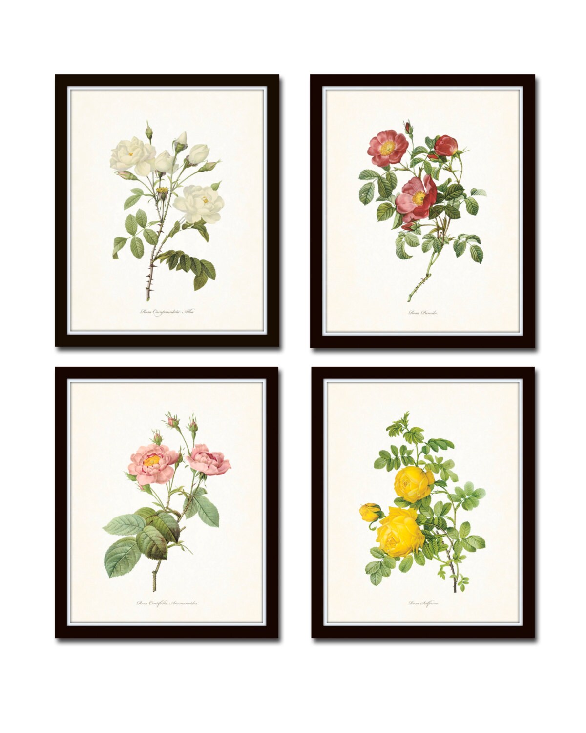 Redoute Roses Print Set No. 6 Botanical Print Giclee Art | Etsy
