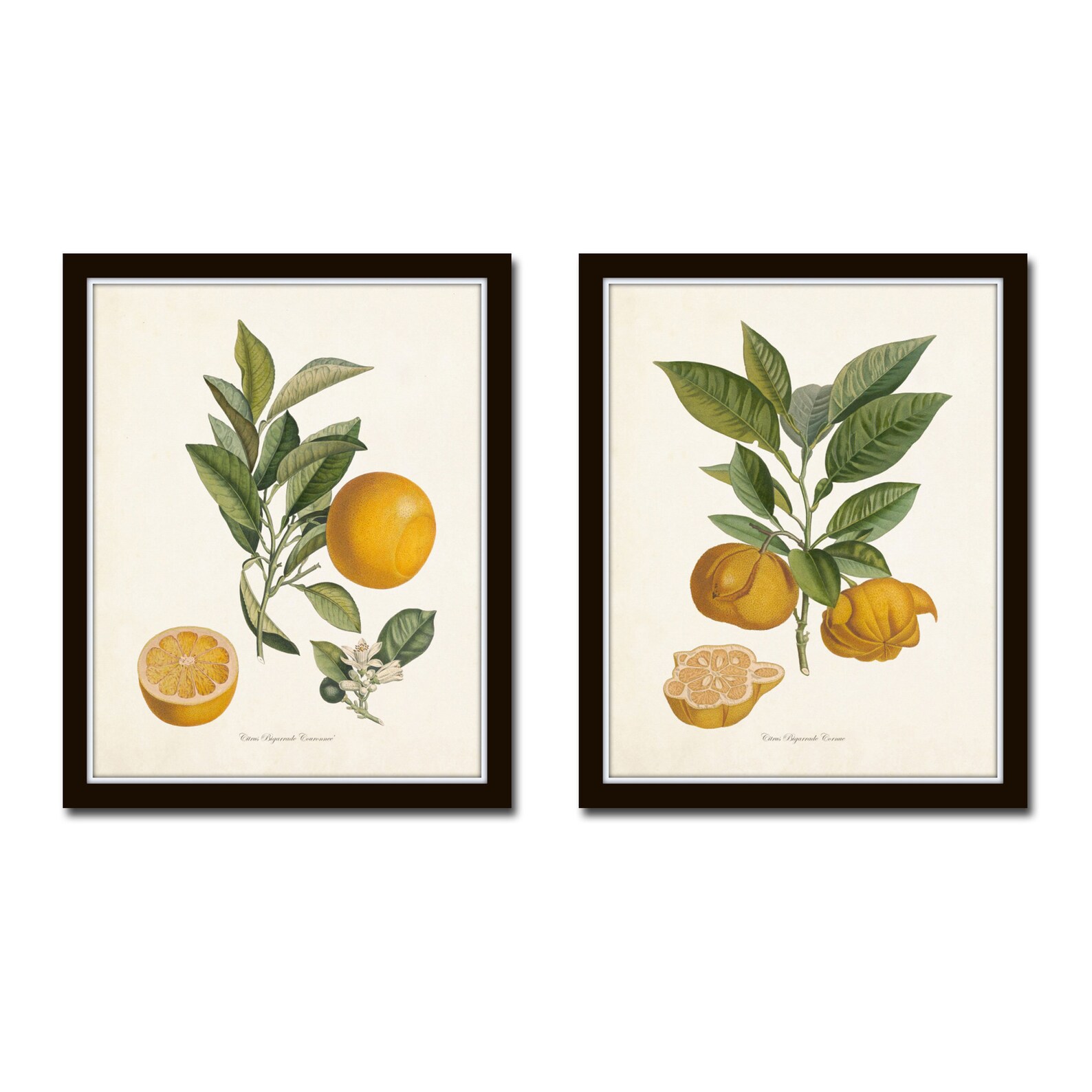 Vintage Citrus Print Set No. 5, Giclee, Antique Botanical, Citrus ...
