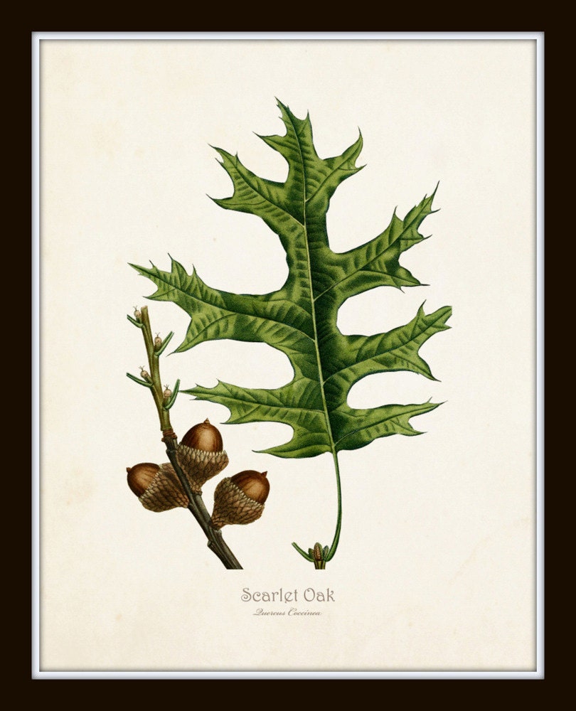 Vintage Oak Leaf Print Set No. 5 Botanical Print Vintage | Etsy