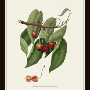 Vintage Italian Fruit Print Set No. 2, Antique Fruit Prints, Giclee ...