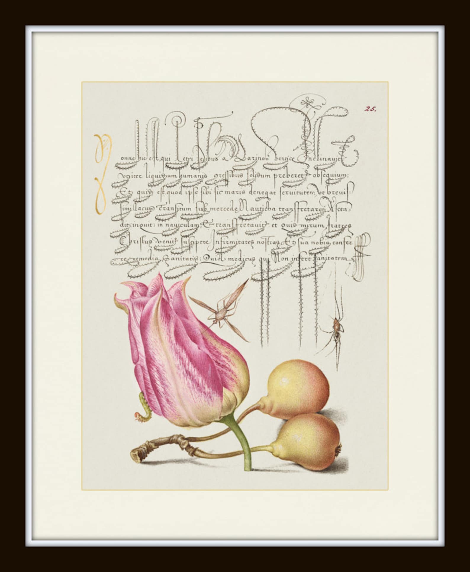 Botanical Print Set Calligraphy Art Manuscript Giclee Art - Etsy