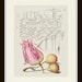Botanical Print Set, Calligraphy Art, Antique Manuscript, Giclee, Art ...