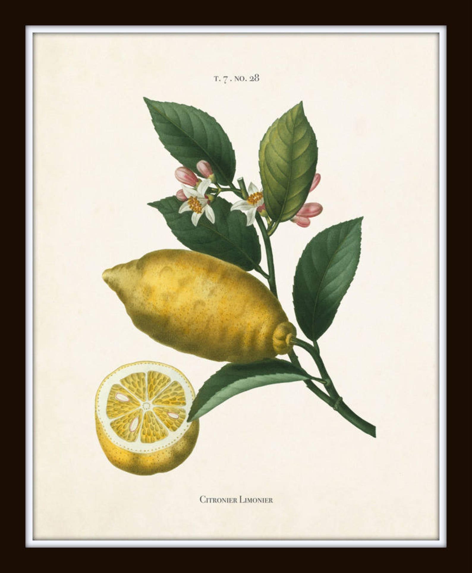 French Citrus Prints No. 1, Botanical Prints, Botanical Print Set ...