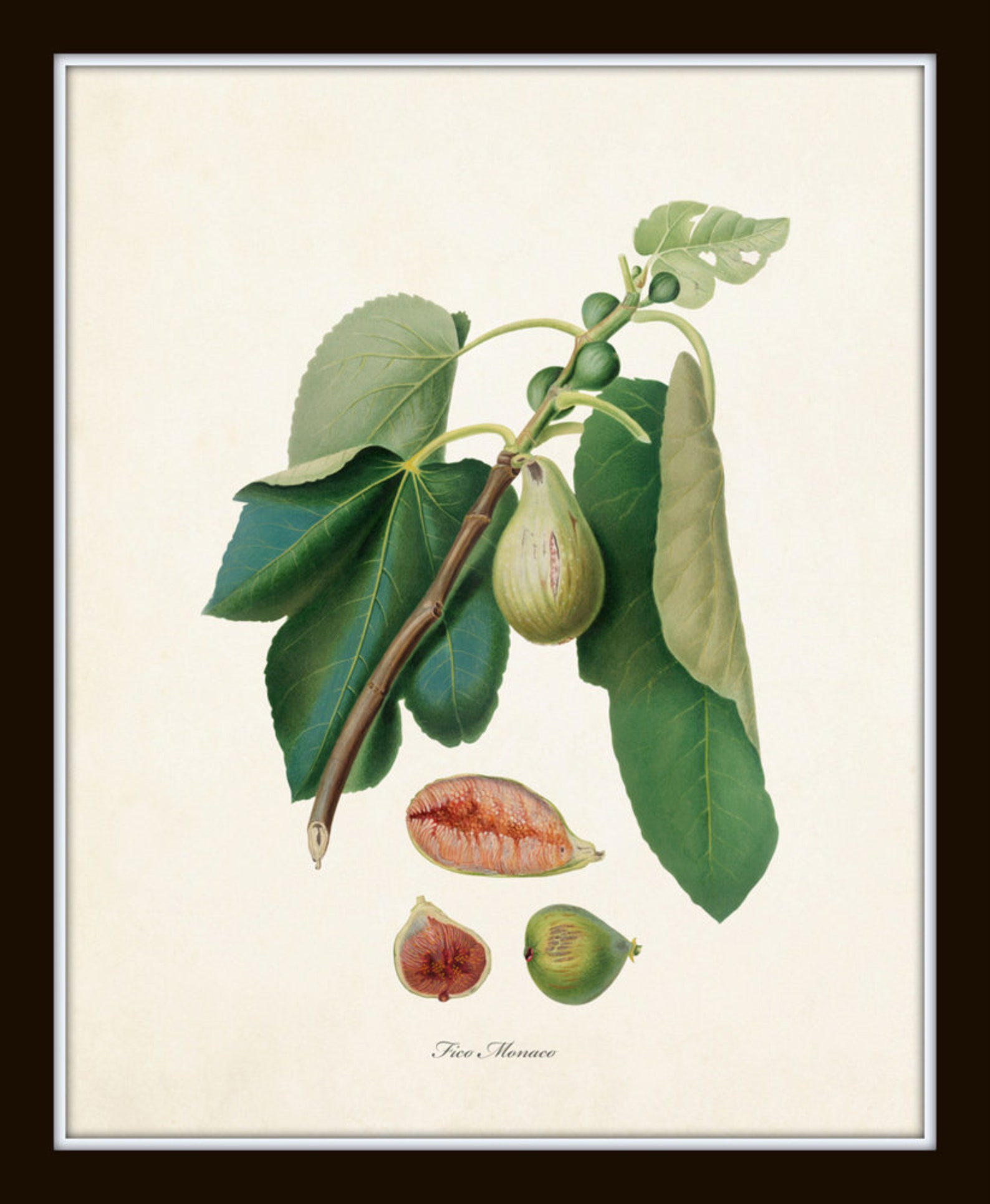 Botanical Print Set Italian Figs Print Set No. 1 Botanical - Etsy