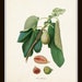 Botanical Print Set, Italian Figs Print Set No. 1, Botanical Art, Fruit ...