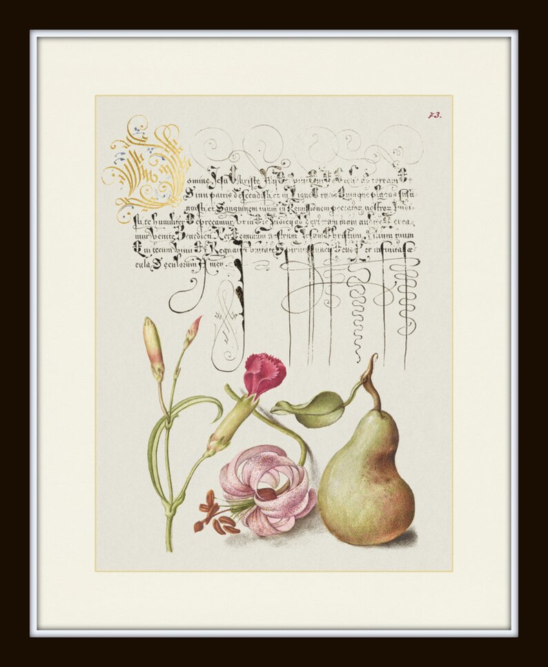 Botanical Print Set Calligraphy Art Manuscript Giclee Art | Etsy