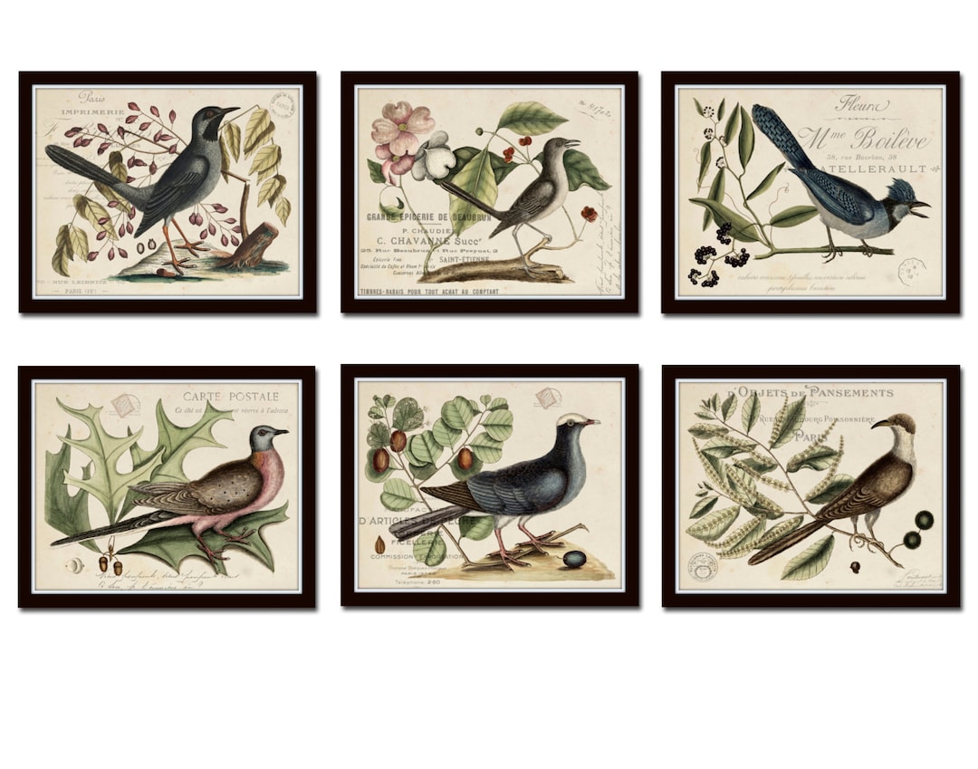 Vintage Bird and Botanical Print Set No.6, Giclee, Home Decor, Wall Art ...