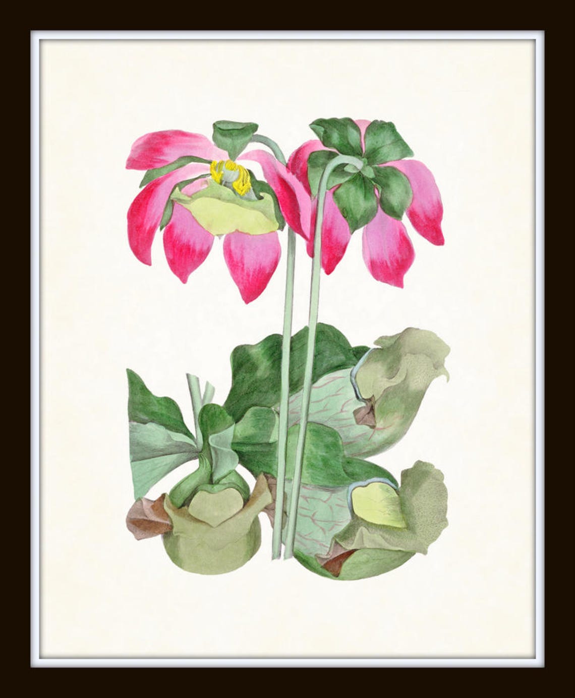 Pink Botanical Print Set No. 10 Art Prints Botanical Print - Etsy