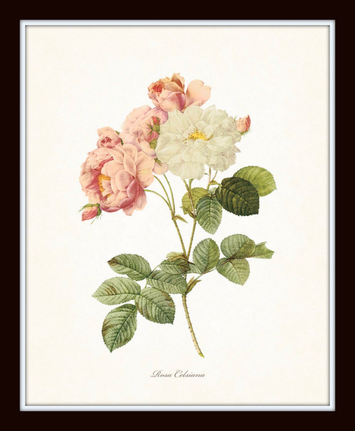 Redoute Roses Print Set No. 10 Giclee Art Prints Collage | Etsy