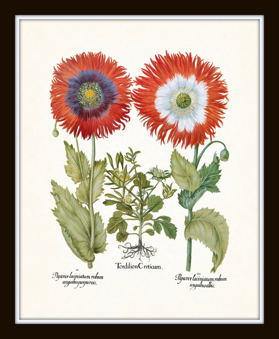 Red Poppy Botanical Print Set Botanical Prints Botanical | Etsy