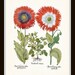 Red Poppy Botanical Print Set, Botanical Prints, Botanical Art, Giclee ...