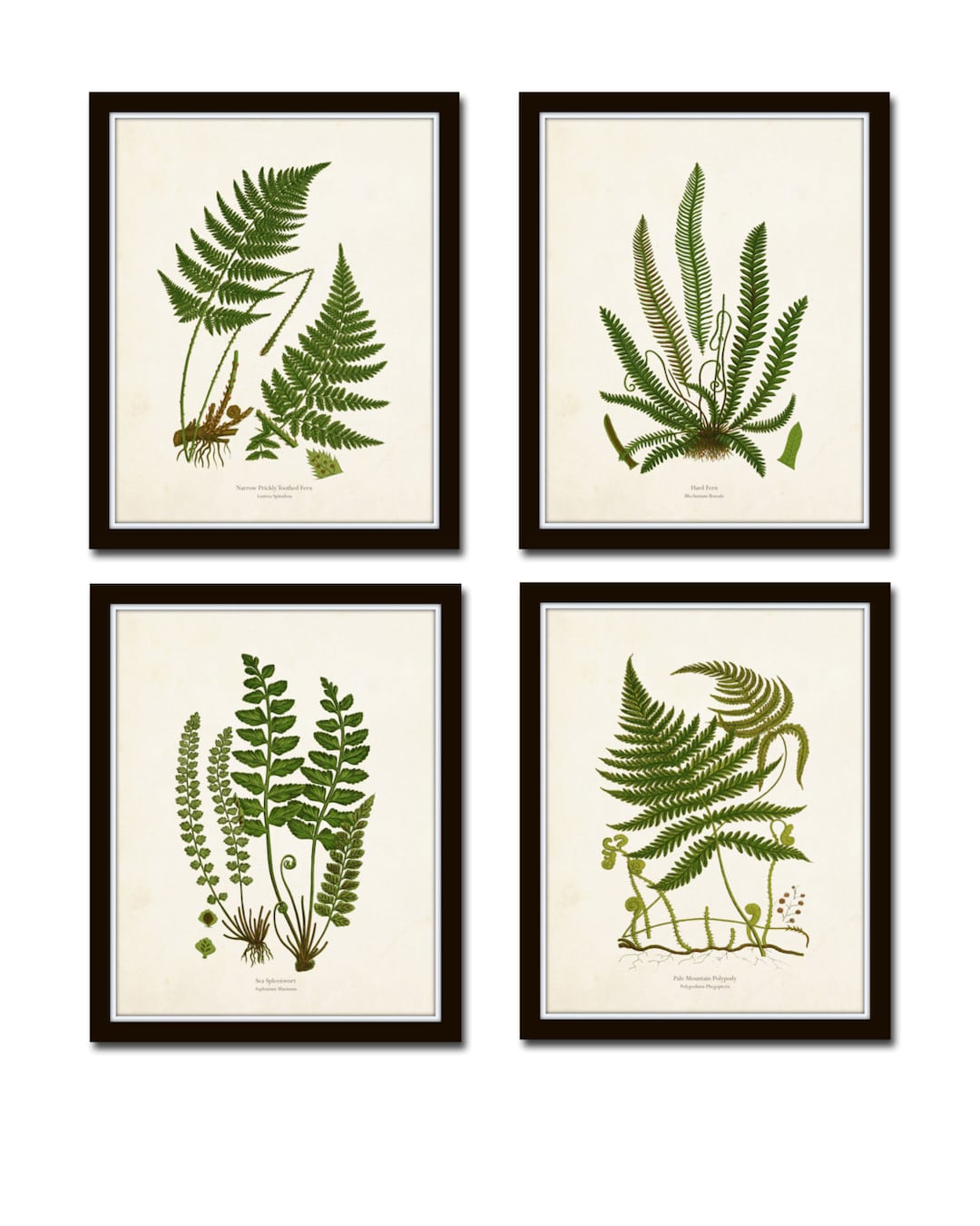 Vintage Fern Prints Set No. 32, Giclee, Vintage Botanical Art, Print ...