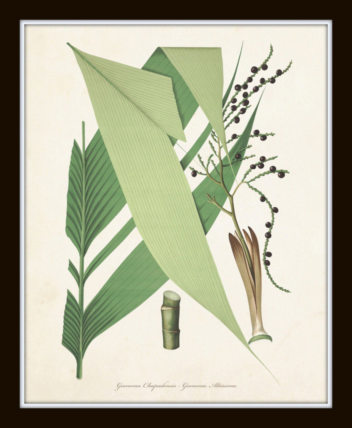 Palm Fronds Print Set No. 1 Botanical Prints Giclee Art - Etsy