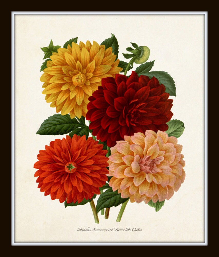 Antique French Dahlias Print Set No. 1, Botanical Prints, Antique ...