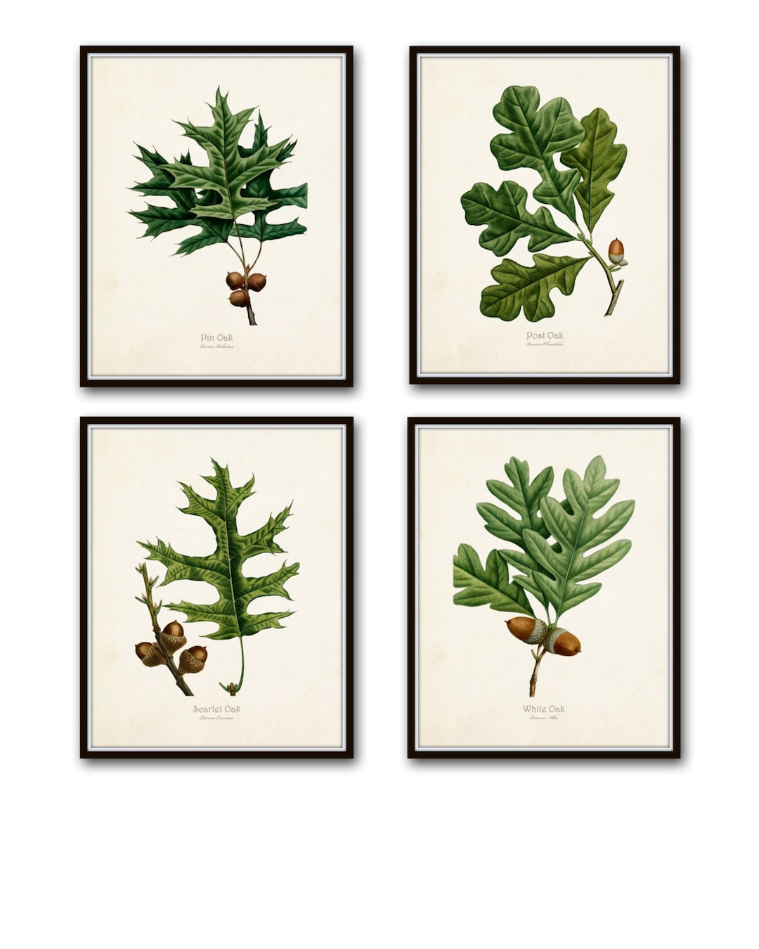 Oak Leaf Botanical Print Set No. 2, Botanical Prints, Antique Botanical ...