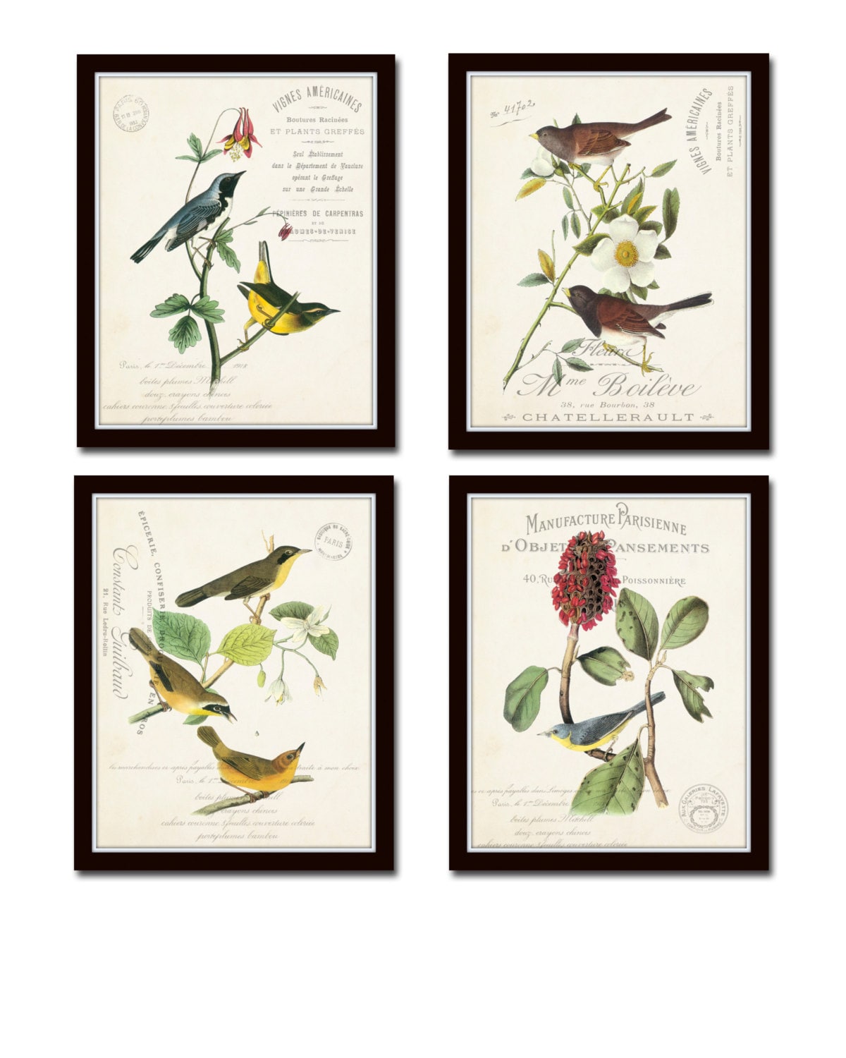 Vintage Audubon Bird Prints