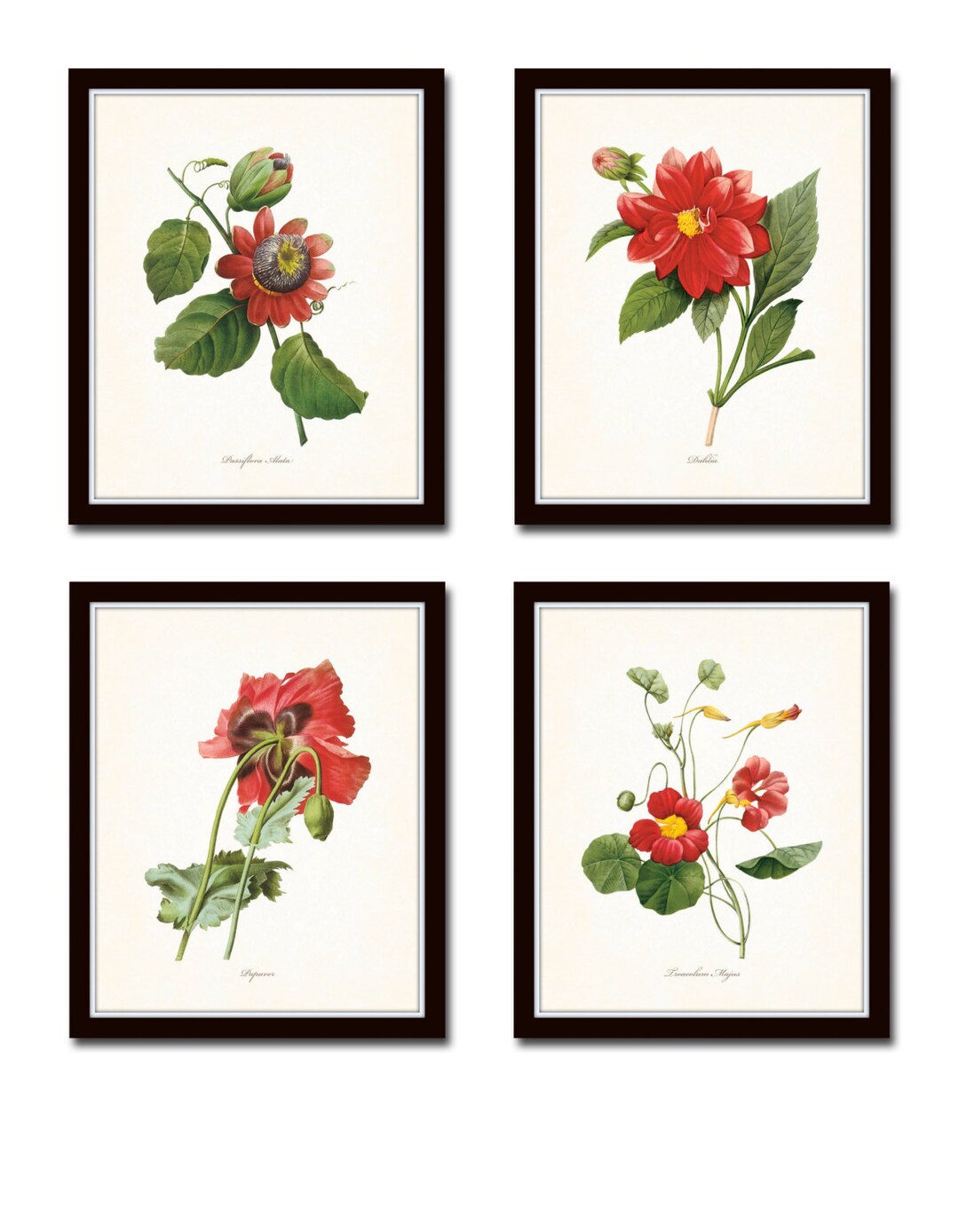 Red Botanical Print Set No. 5, Redoute Botanicals, Giclee, Art Prints ...