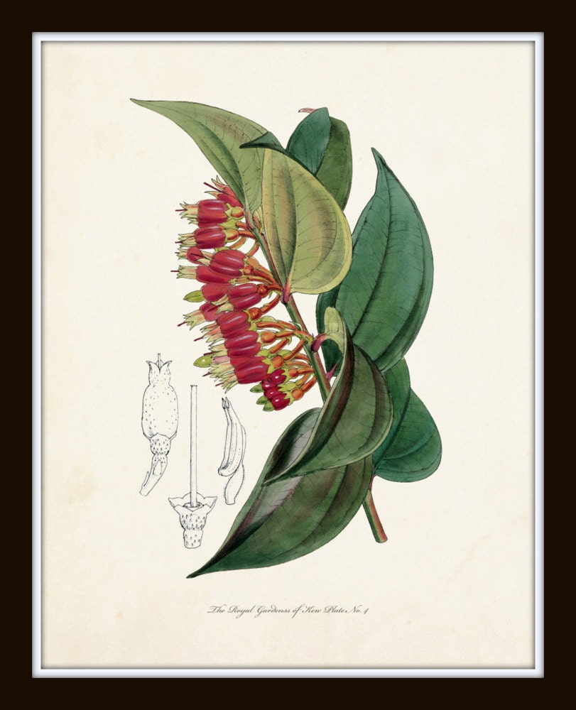 English Garden Botanical Print Set No. 7 Giclee Art Print - Etsy