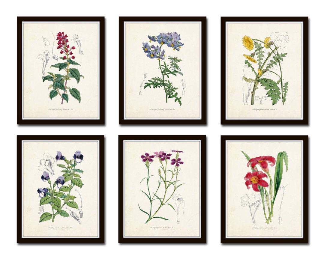 English Garden Botanical Print Set No. 5, Giclee, Art Print, Vintage ...