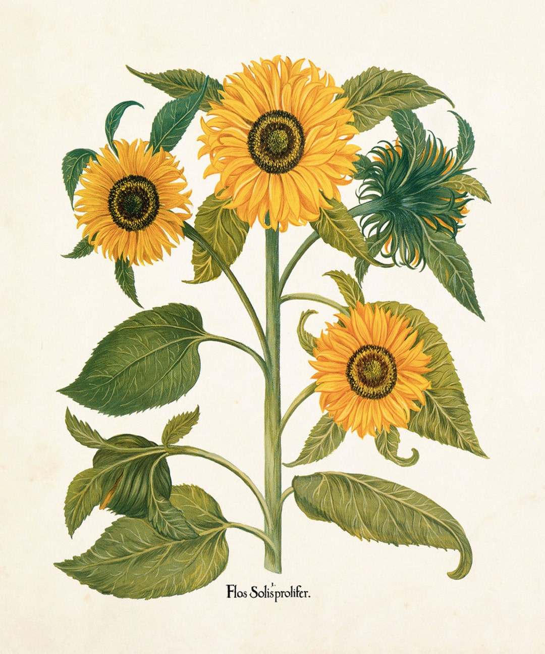 Antique Sunflower Print No. 6, Botanical Print, Botanical, Wall Art ...